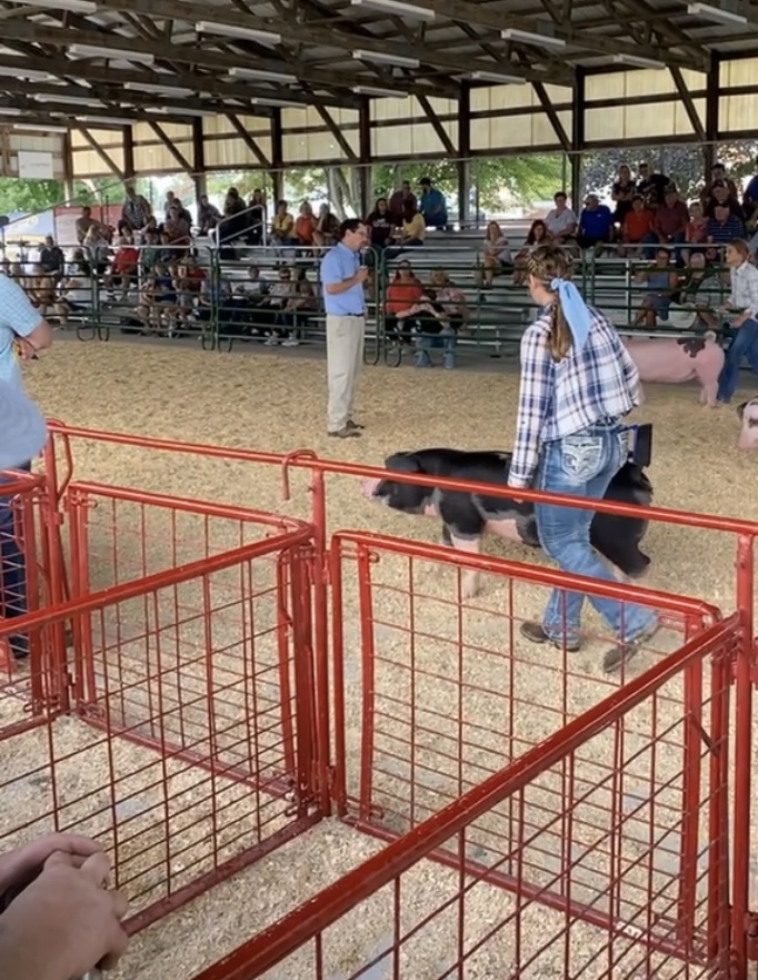 Pig Pals Swine Show - Kenosha County Fair